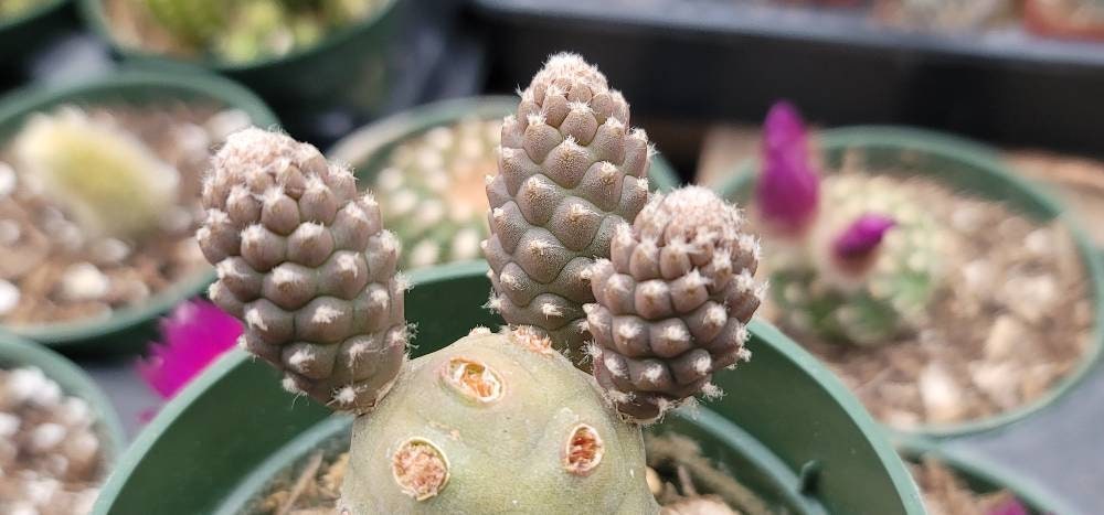 Tephrocactus Articulatus Pine Cone Cactus 4 Pot - Etsy