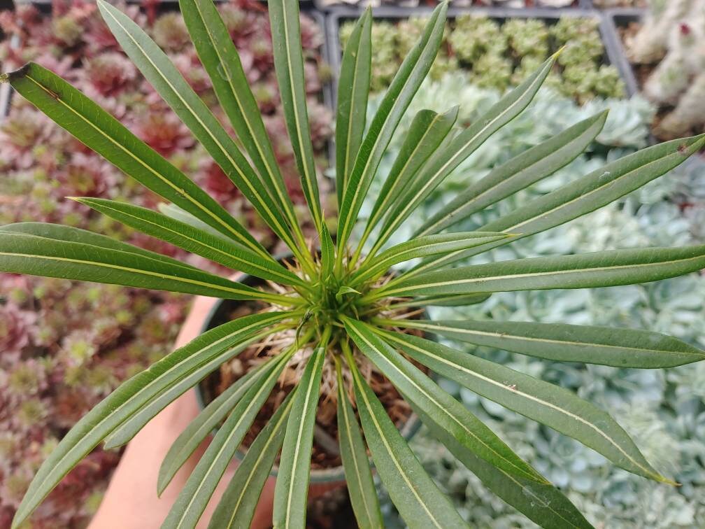Madagascar Palm 4 | Etsy