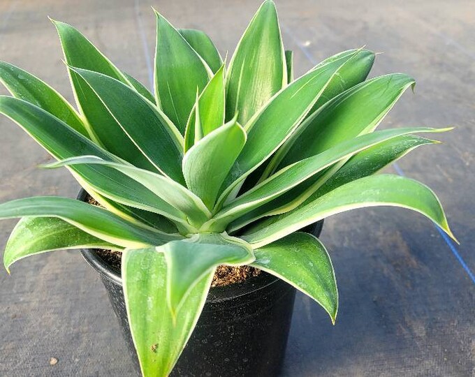 Agave Attenuata Variegated 6 Container - Etsy
