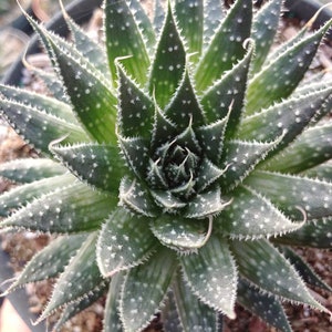 6" 'lace Aloe'- Aloe Aristata - Etsy