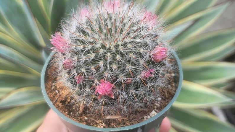 Mammillaria Bocasana - Powder Puff Cactus - Pink Blooms - 4" Cactus - Etsy