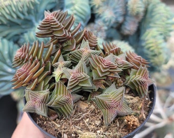 RARE Crassula Tabularis Pagoda Village Succulent Plant 2 Pot - Etsy