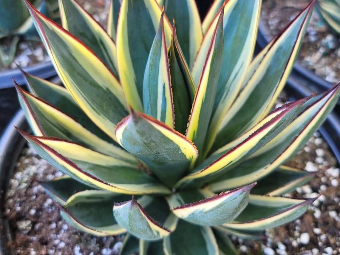 Agave Snow Glow - Rare - Special Listing - 5 Gallon Size - Etsy