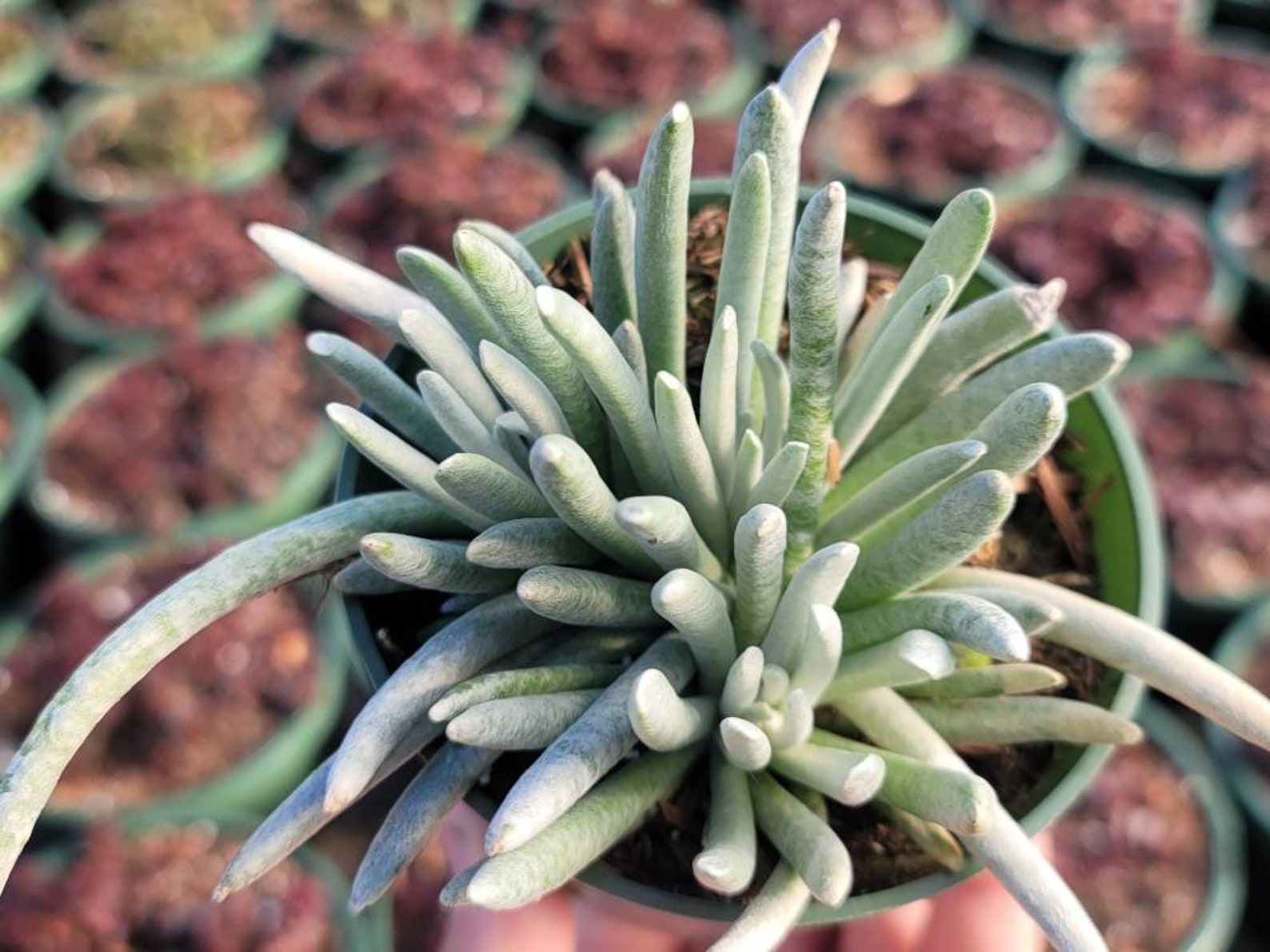 Senecio Scaposus Silver Coral - 4" - Etsy