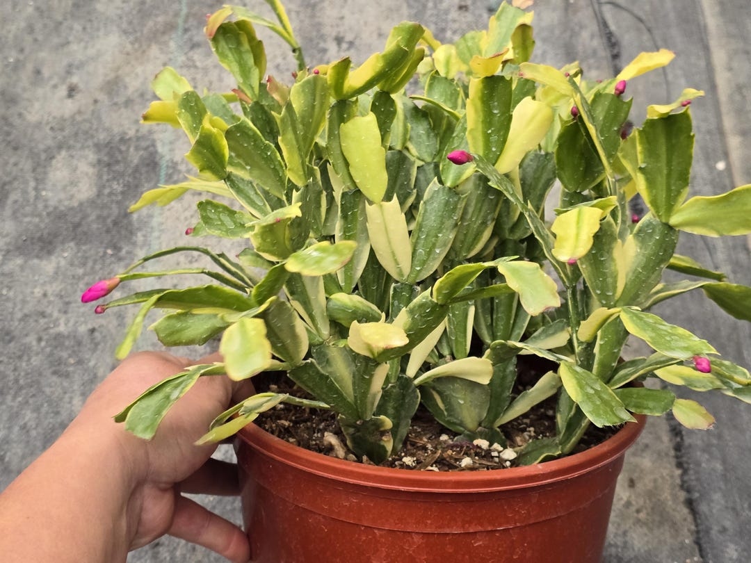 Variegated Christmas Cactus - Exact One in Picture - Large Mother Plant ...