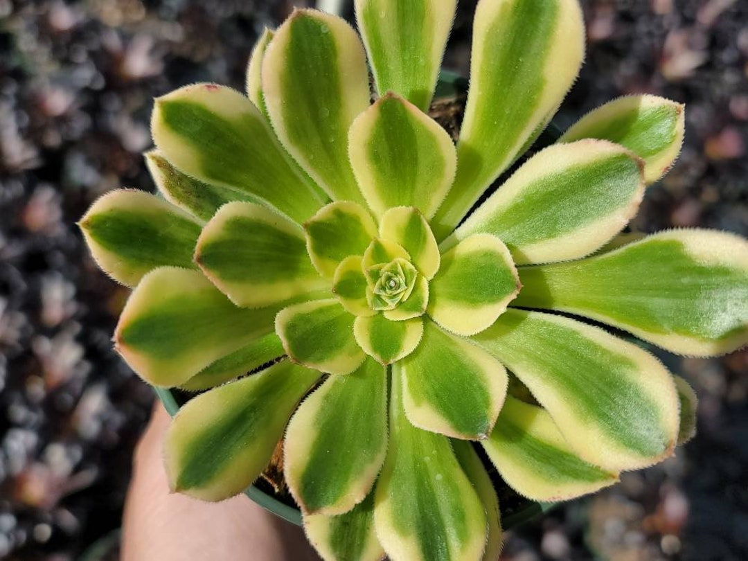 Aeonium Arboreum 'luteovariegatum' Variegated - 4" Cup - Etsy