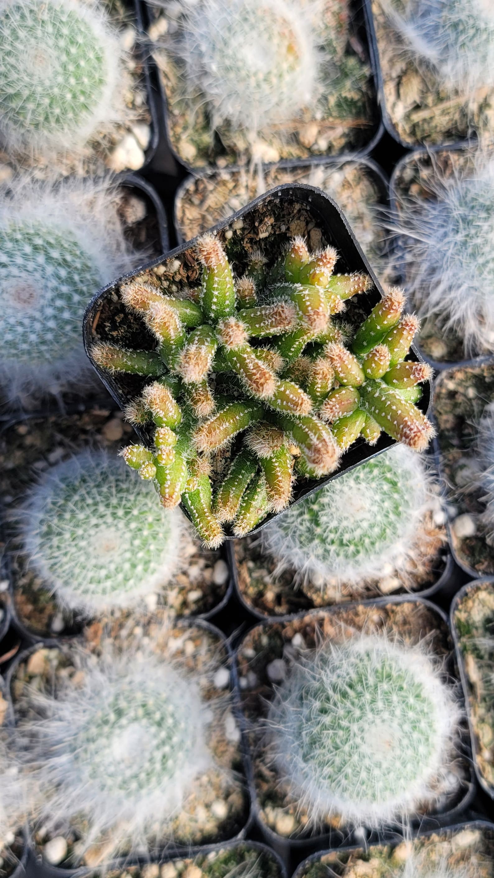 Rhipsalis Baccifera Subs. Horrida - Mouse Tail Cactus - 2" Inch Pot - Etsy