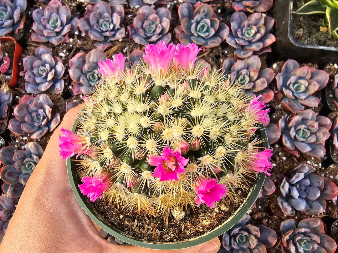 Mammillaria Laui Subducta - Double Headed - Dichotomizing - 4" Inch Pot ...