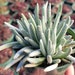 Senecio Scaposus Silver Coral - 4" - Etsy