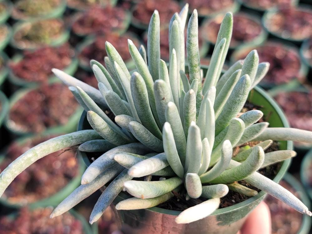 Senecio Scaposus Silver Coral - 4" - Etsy