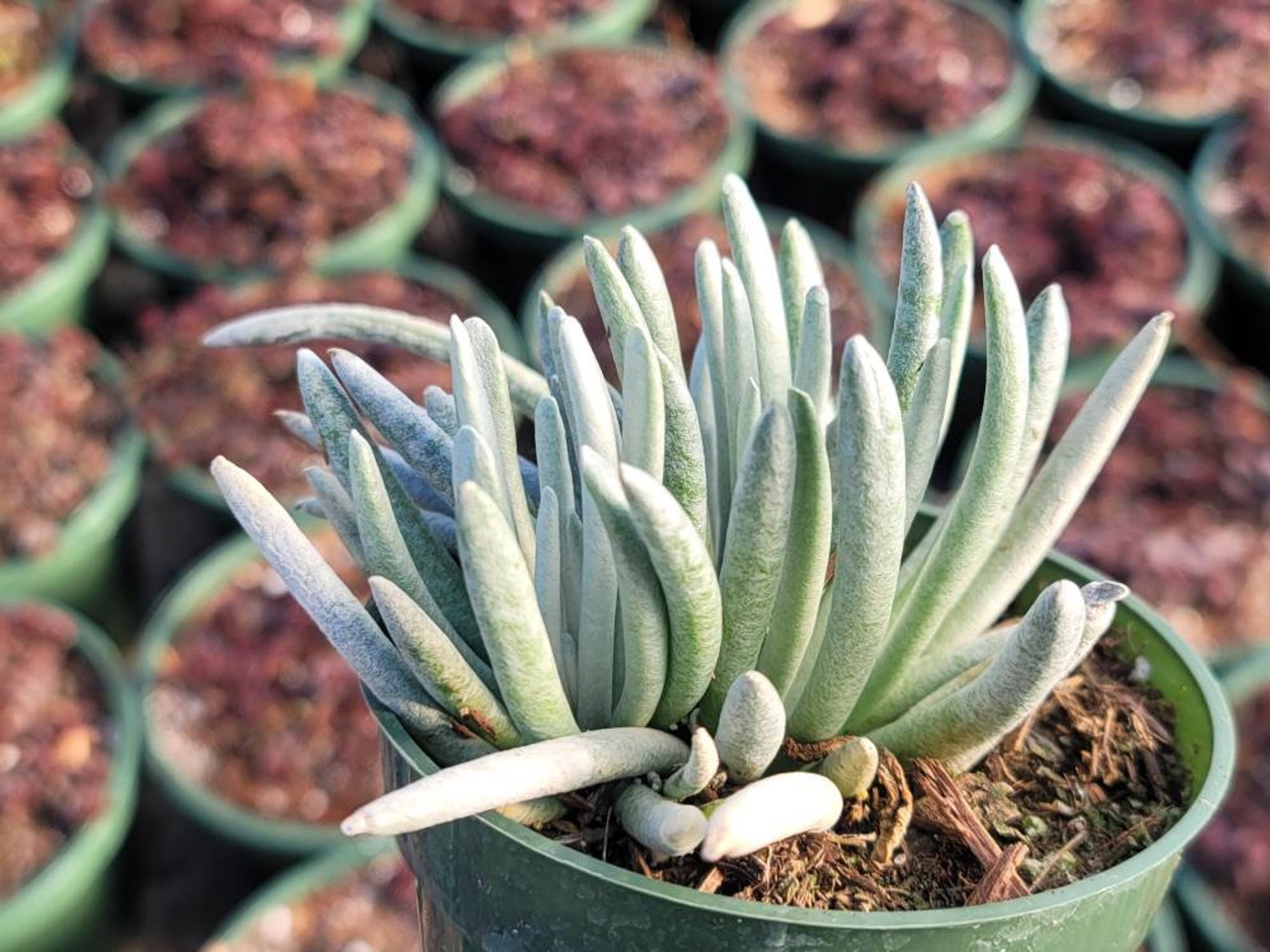 Senecio Scaposus Silver Coral - 4" - Etsy