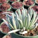 Senecio Scaposus Silver Coral - 4" - Etsy