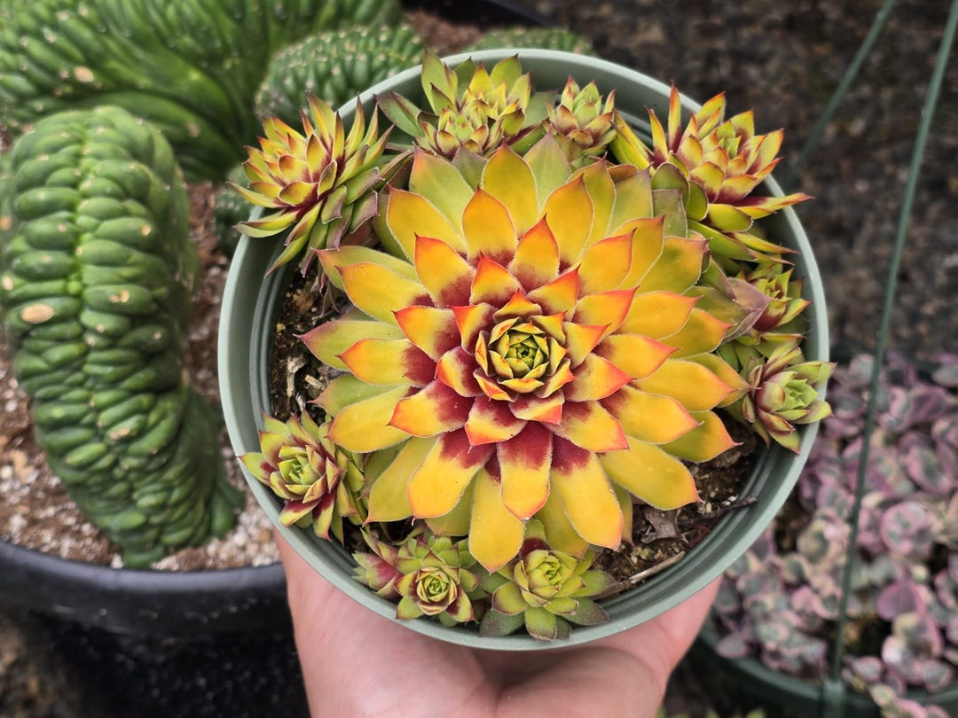 Sempervivum Gold Nugget - 6" Inch Pot - Multiple Pups - Etsy