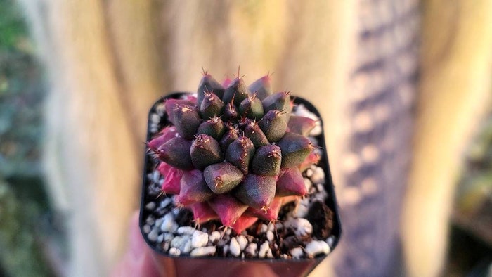 Cactus Fan - Etsy