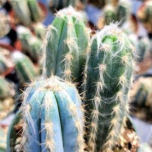 Blue Torch Cactus - Tripple Plant - 4" Inch Pot - Pilocereus ...