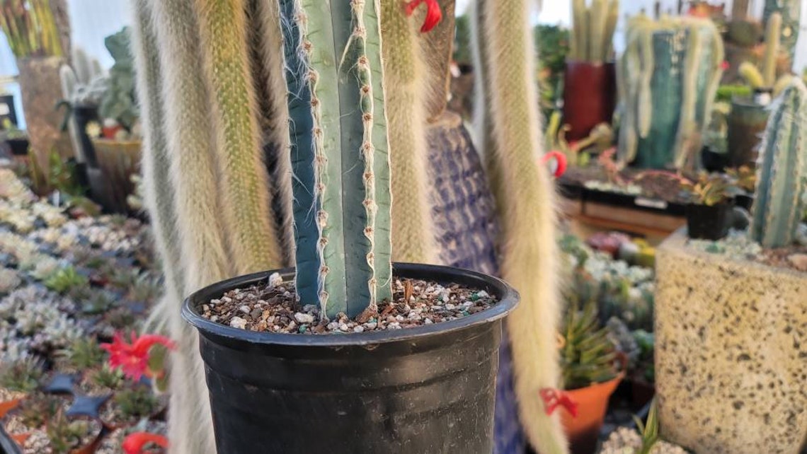 Pilocereus Pachyladus 1 Gallon Container Exact One in - Etsy