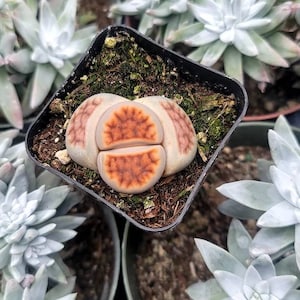 Lithop Karasmontana 2" Inch Pot - Etsy