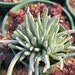 Senecio Scaposus Silver Coral - 4" - Etsy