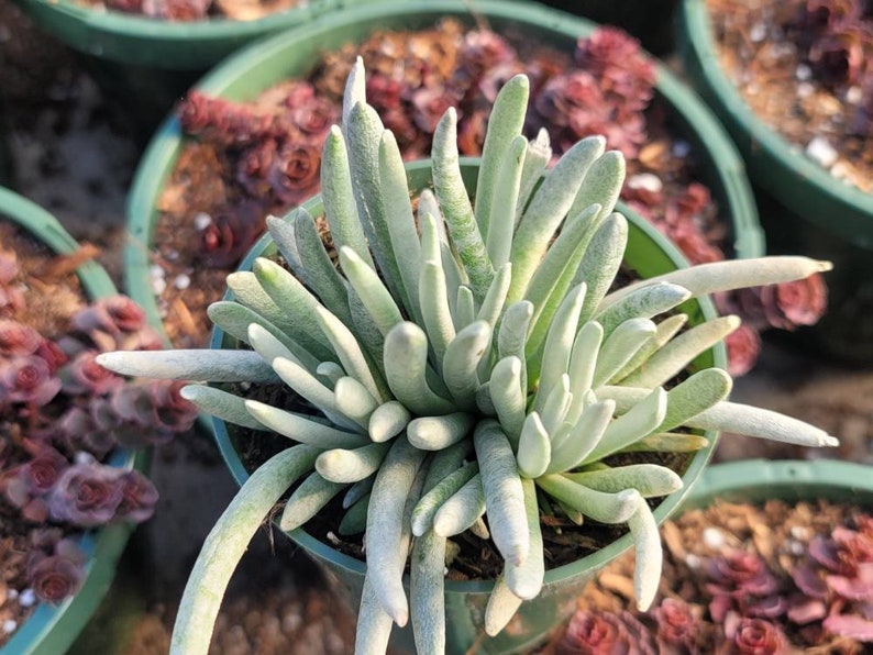 Senecio Scaposus Silver Coral - 4" - Etsy
