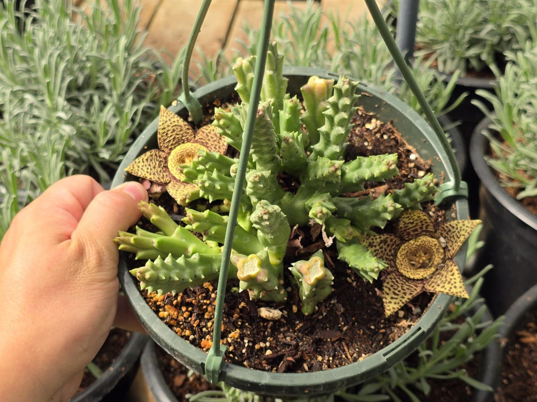 Stapelia Orbea - Star Flower - 8" Inch Hanger Pot - Currently Blooming ...