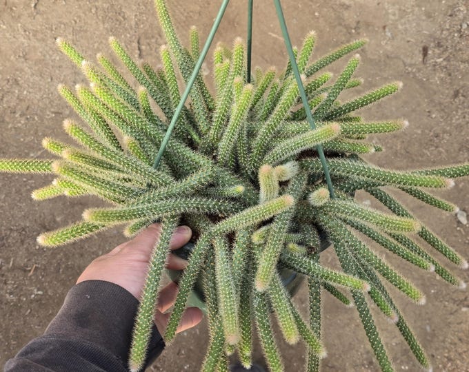Rat Tail Cactus 8" Inch Hanger Pot - Etsy