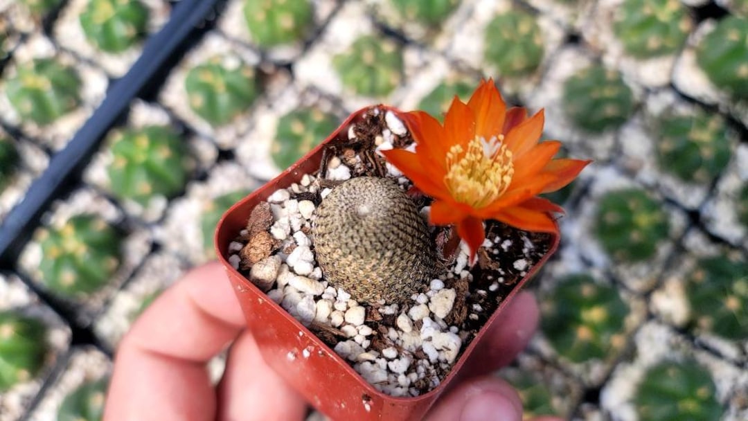 Rebutia Heliosa - Touchable - 2" Inch Pot - Orange Flower - Etsy
