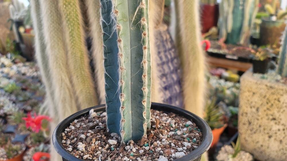 Pilocereus Pachyladus 1 Gallon Container Exact One in - Etsy