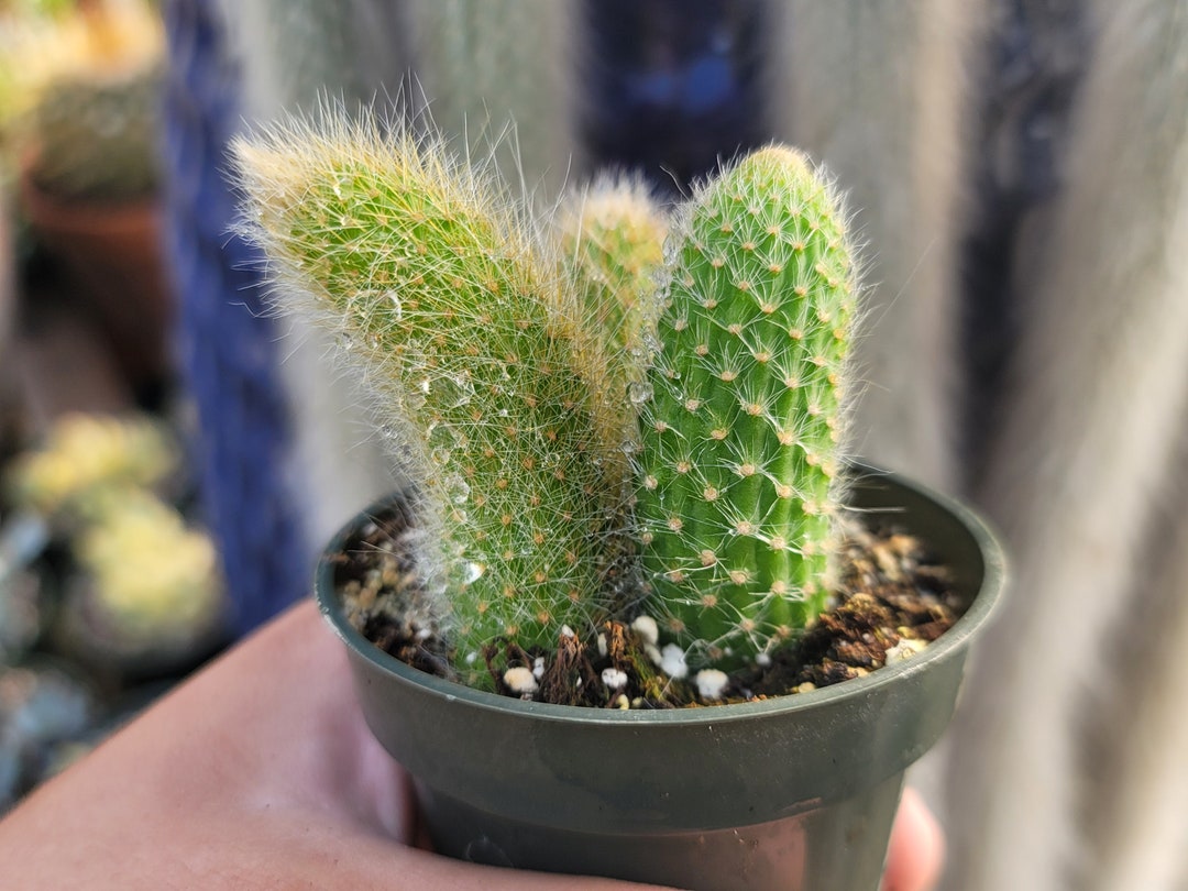 Monkey Tail Cactus - 3" Inch Pot - Tripple Plant - Etsy