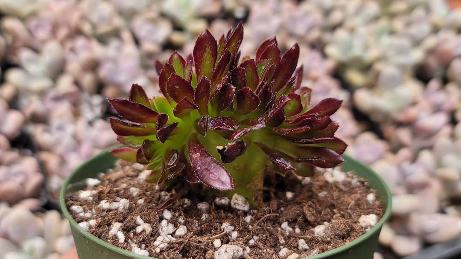 Crested Aeonium 4 - Etsy