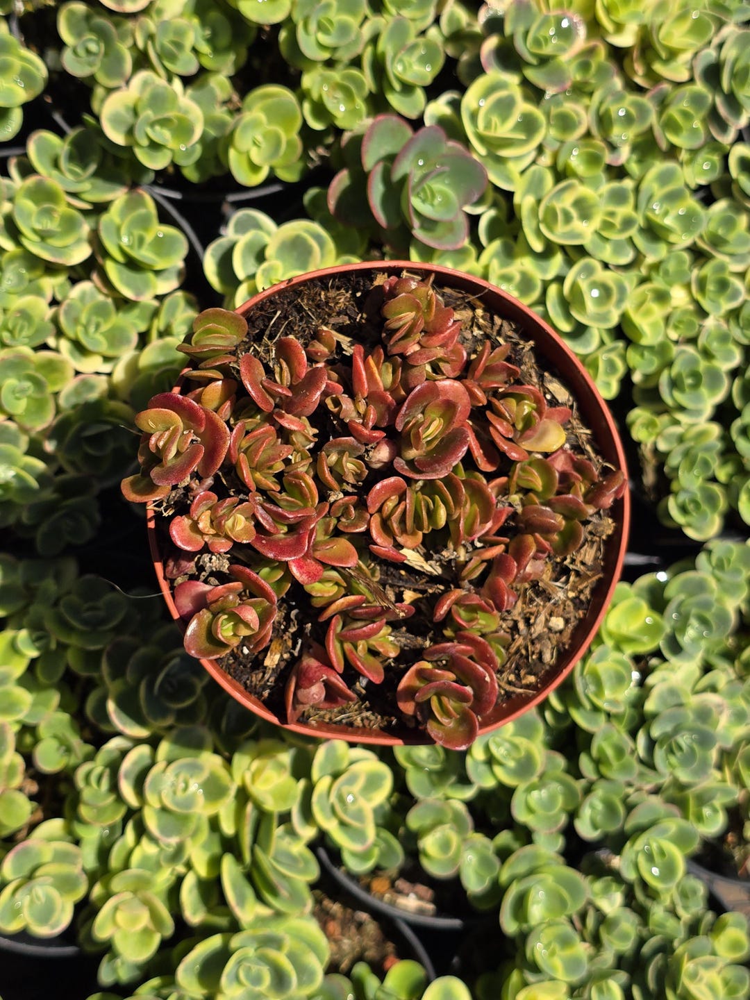 Sedum Tetractium 'coral Reef' - Chinese Stonecrop 4" Inch Pot - Etsy