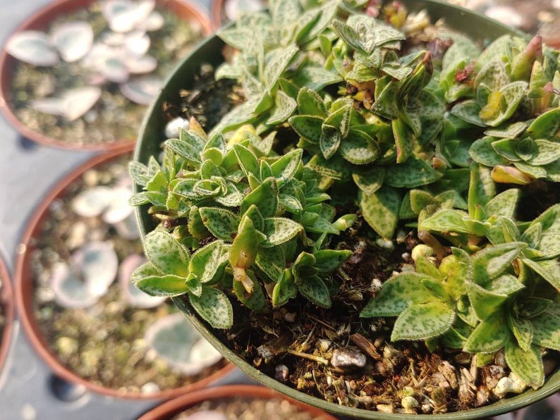 Crassula Picturata "tiger Jade" - 4" - Etsy