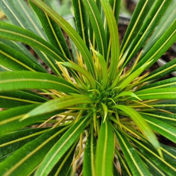 Madagascar Palm - Etsy