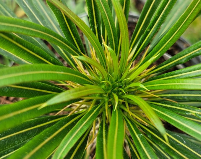Madagascar Palm 2 Gallon Size - Etsy