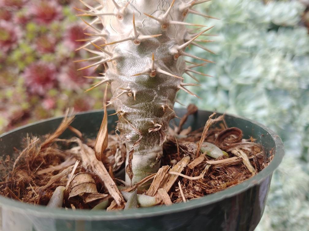 Madagascar Palm 4 | Etsy