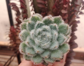Echeveria Setosa mexican Firecracker - Etsy