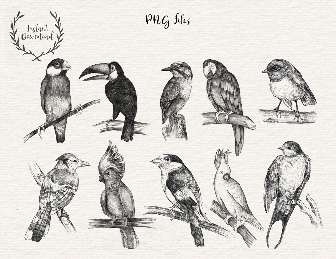 Hand-drawn Exotic Birds Clipart, 20 PNG Doodle Birds Clipart, Hand ...