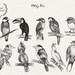 Hand-drawn Exotic Birds Clipart, 20 PNG Doodle Birds Clipart, Hand ...