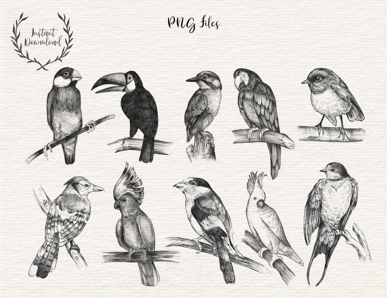 Hand-drawn Exotic Birds Clipart, 20 PNG Doodle Birds Clipart, Hand ...