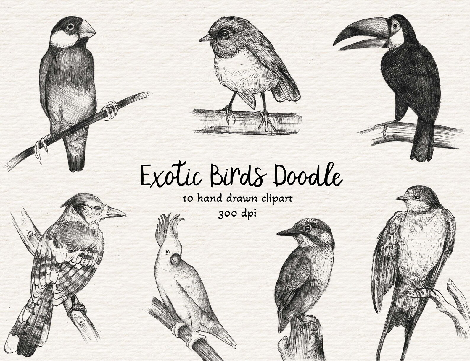 Hand-drawn Exotic Birds Clipart, 20 PNG Doodle Birds Clipart, Hand ...