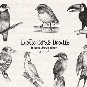 Hand-drawn Exotic Birds Clipart, 20 PNG Doodle Birds Clipart, Hand ...