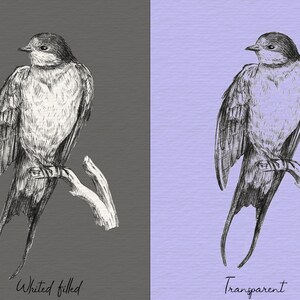 Hand-drawn Exotic Birds Clipart, 20 PNG Doodle Birds Clipart, Hand ...