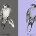 Hand-drawn Exotic Birds Clipart, 20 PNG Doodle Birds Clipart, Hand ...