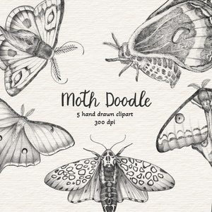 Hand Drawn Moth Clipart, Moth Line Art, Butterfly PNG, 5 Png Files ...
