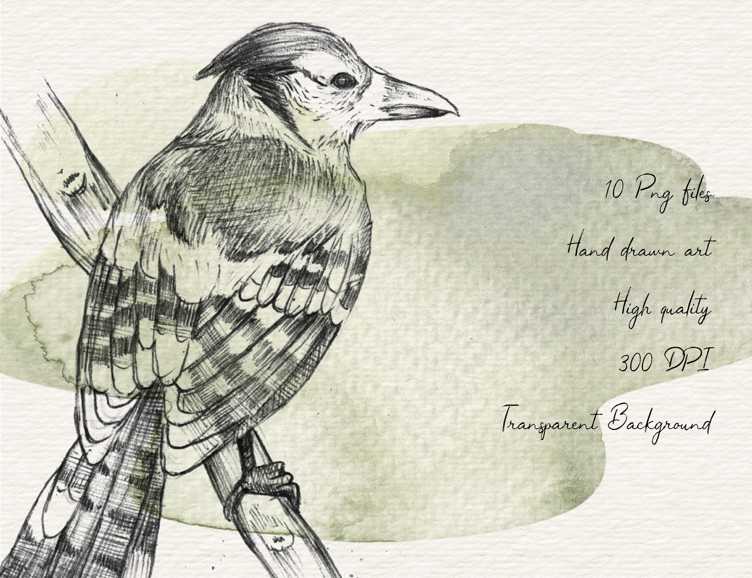 Hand-drawn Exotic Birds Clipart, 20 PNG Doodle Birds Clipart, Hand ...