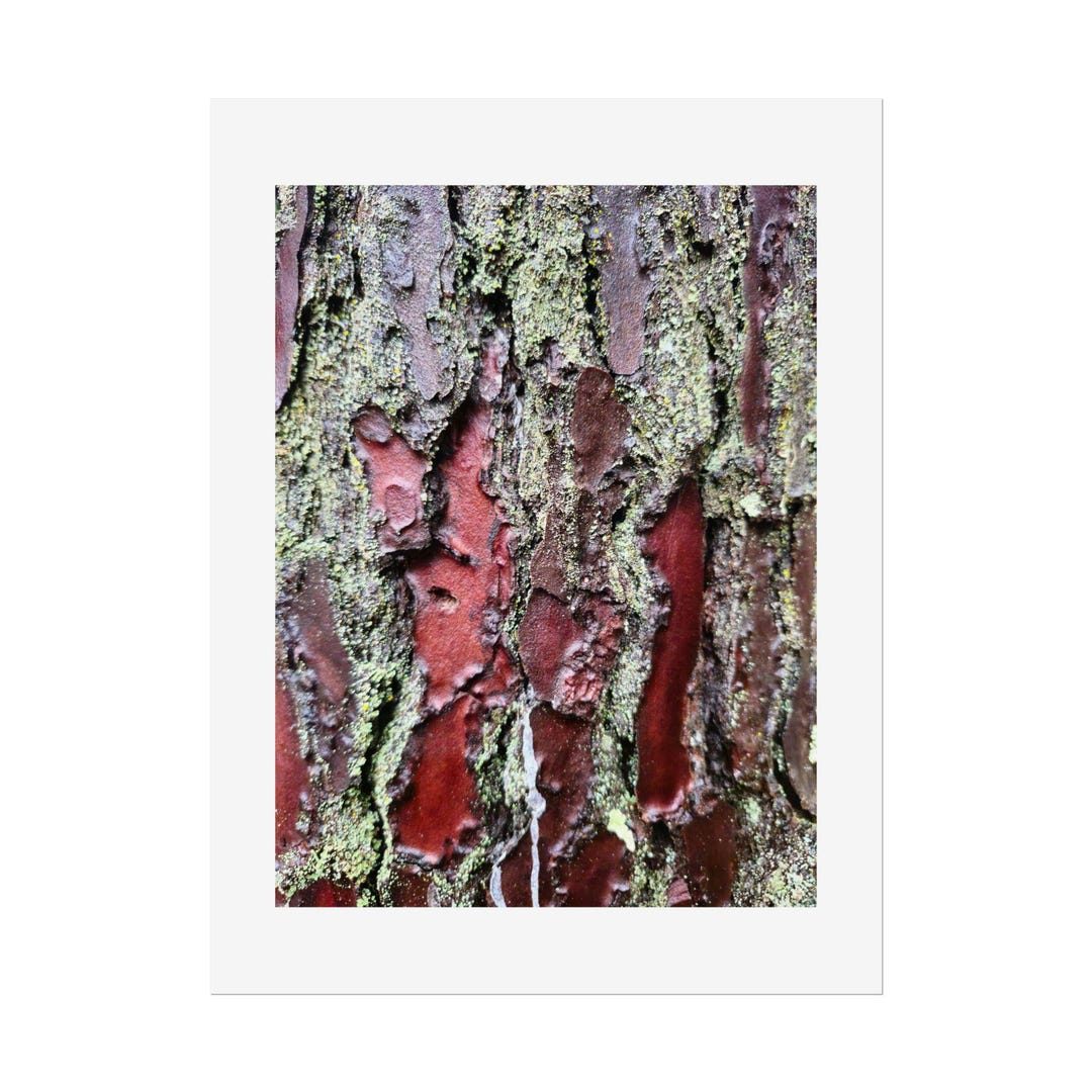Red Bark Tree Texture Poster | Nature Wall Art, Botanical Close-up - Etsy