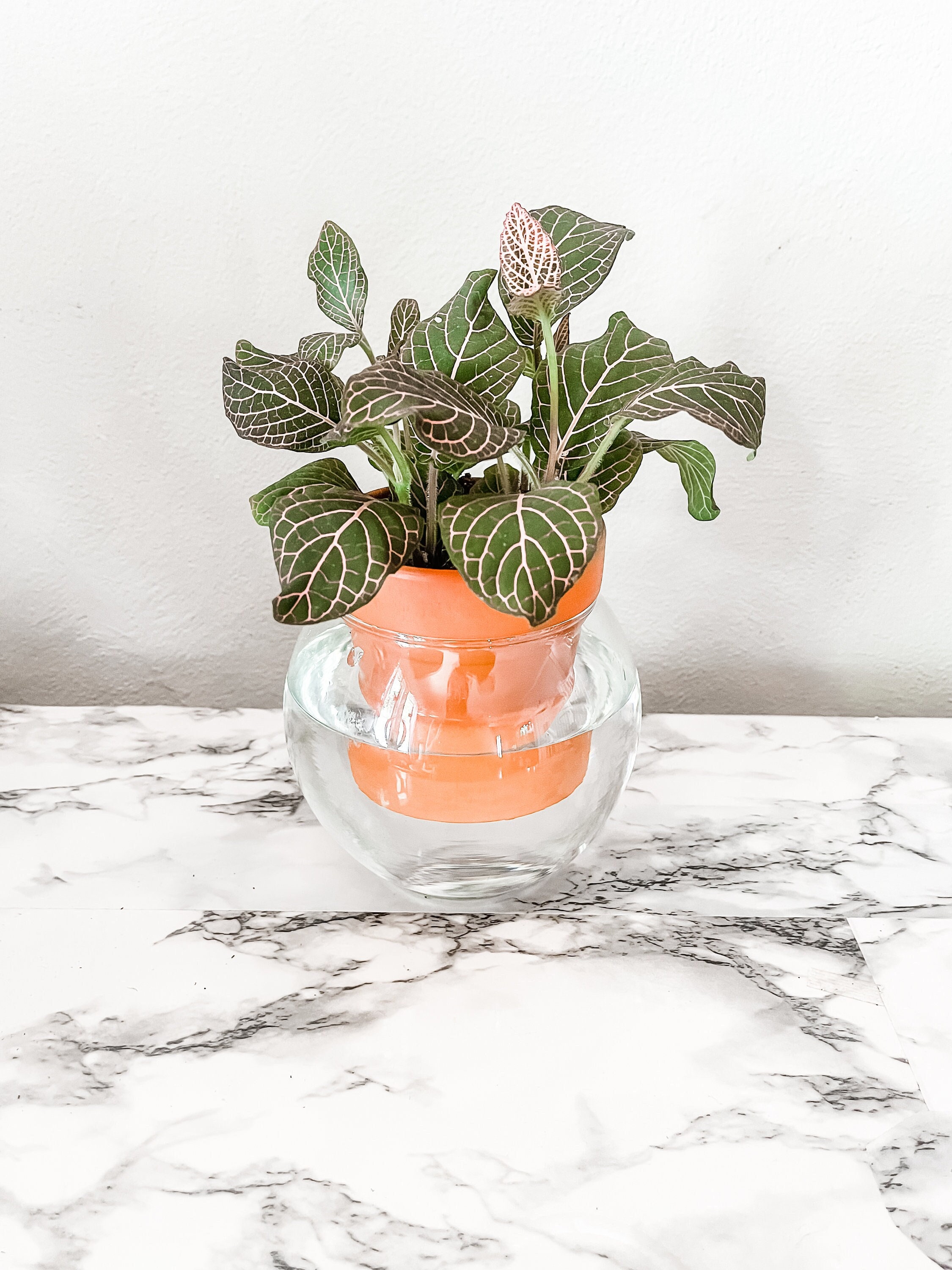 The Original Magic Planter - Etsy