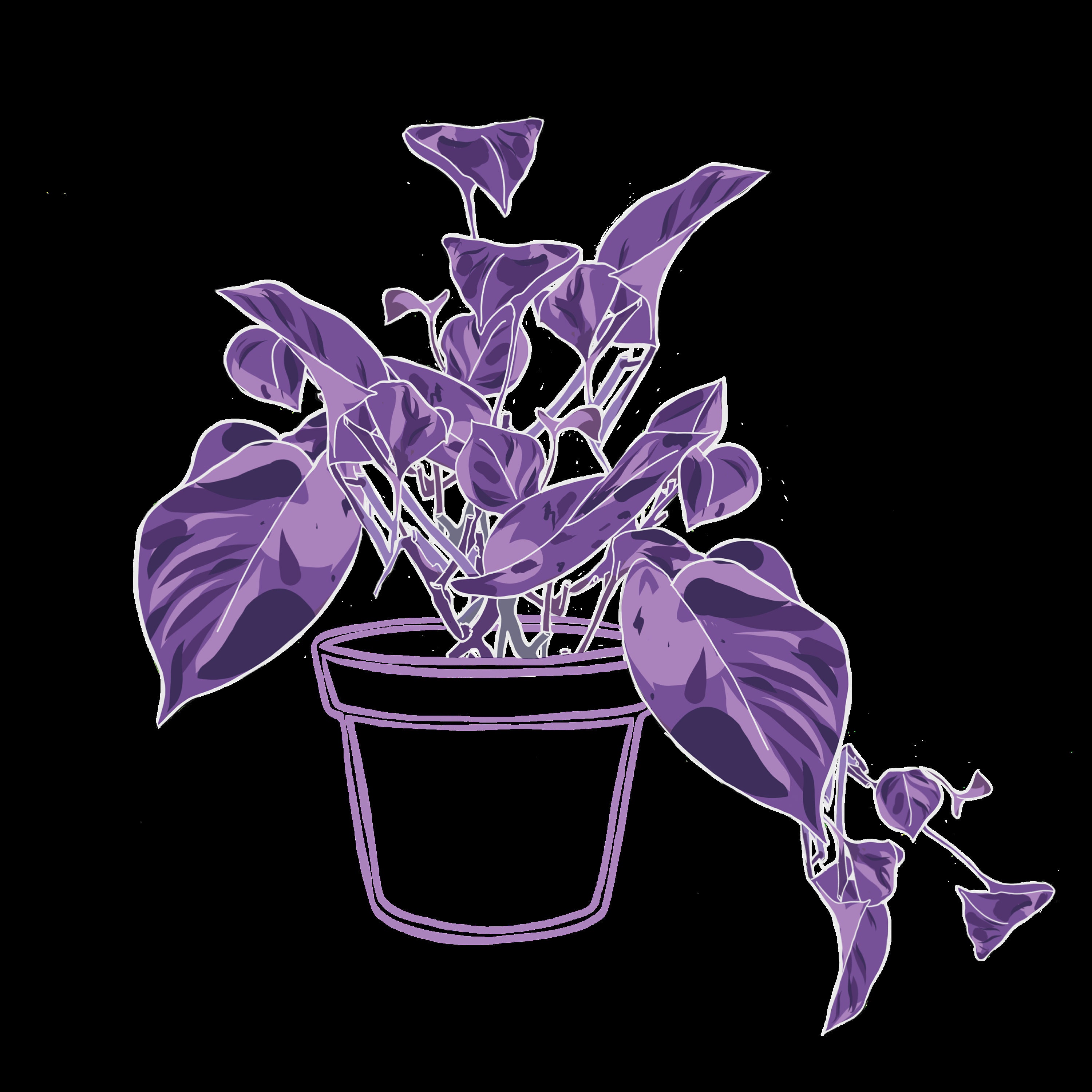Purple Pothos Plant Illustration-digital File - Etsy