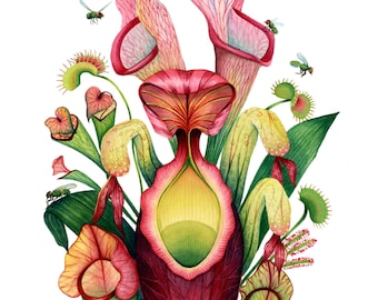 NEPENTHES INFAUNA Carnivorous Plants Nature Illustration Wall Art Print ...