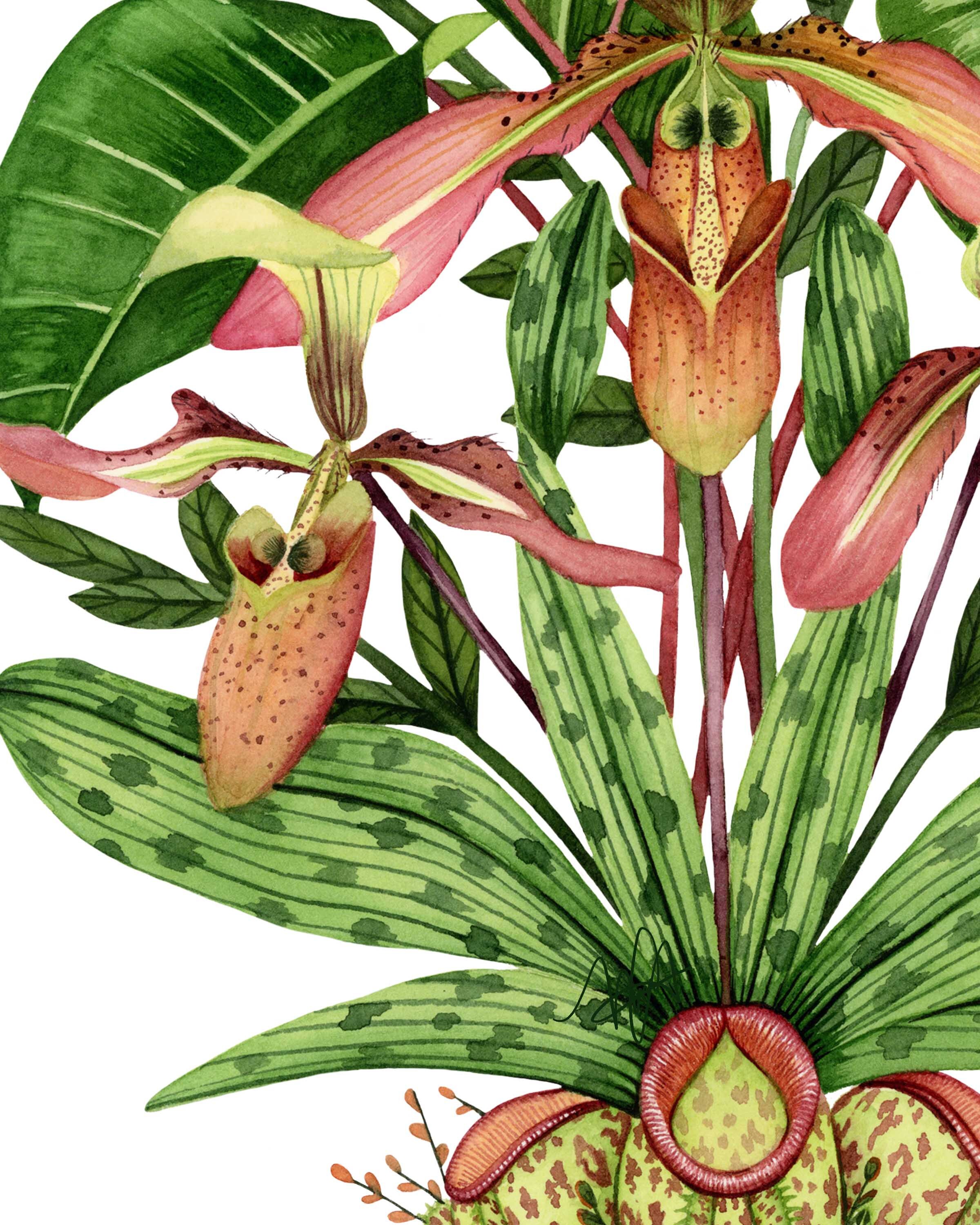 Lady Slippers and Pitchers Art Print - Etsy