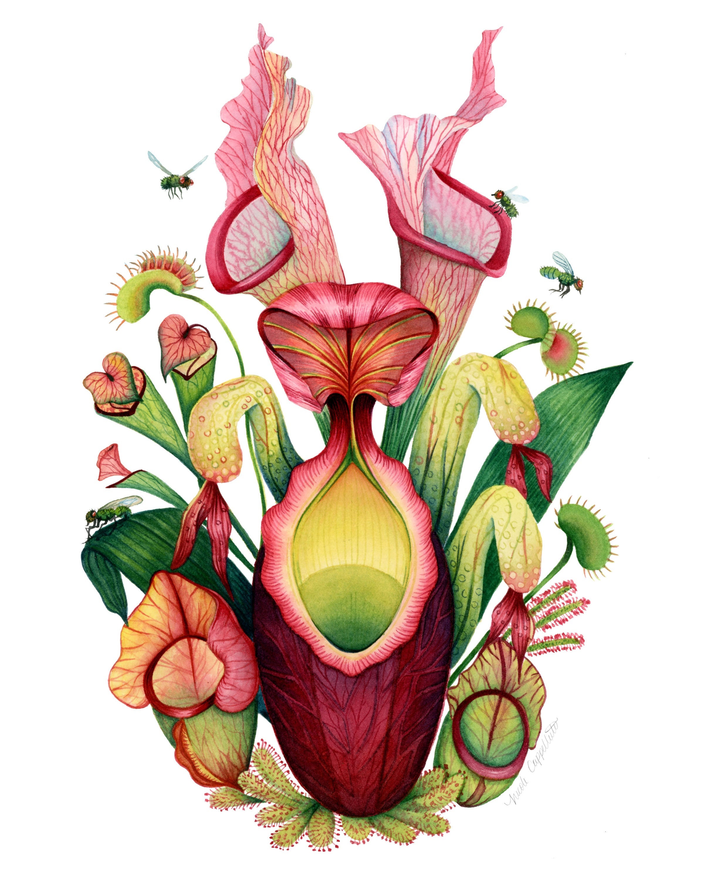 Pitcher Plant Painting